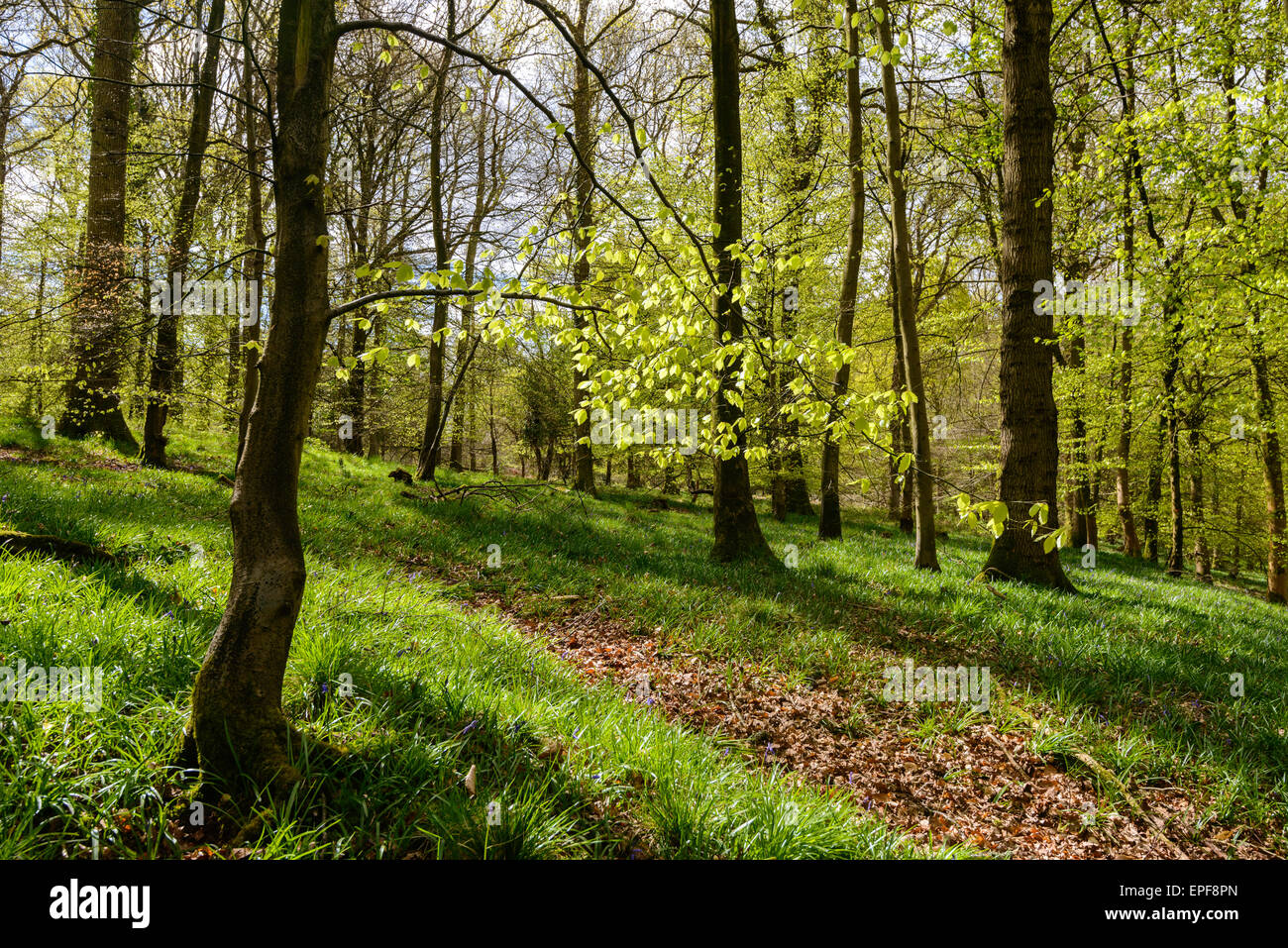Springtime in the Forest of Dean with new leaves on trees and path ...