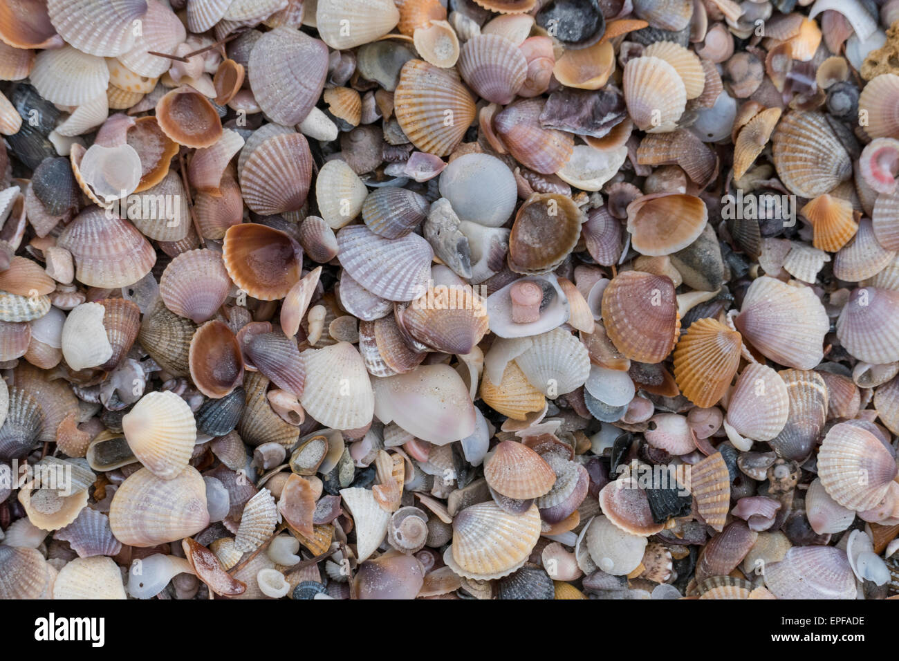 Different shells on the beach Stock Photo - Alamy
