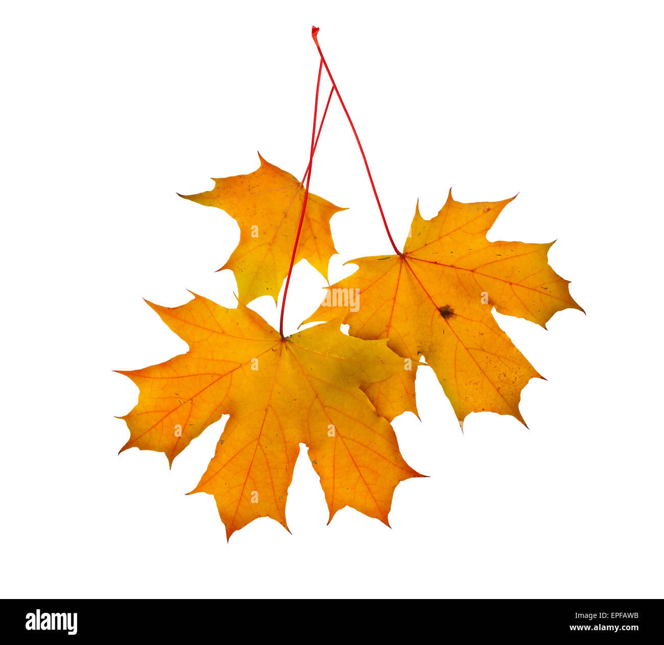 Autumn maple branch with leaves isolated on a white background Stock ...