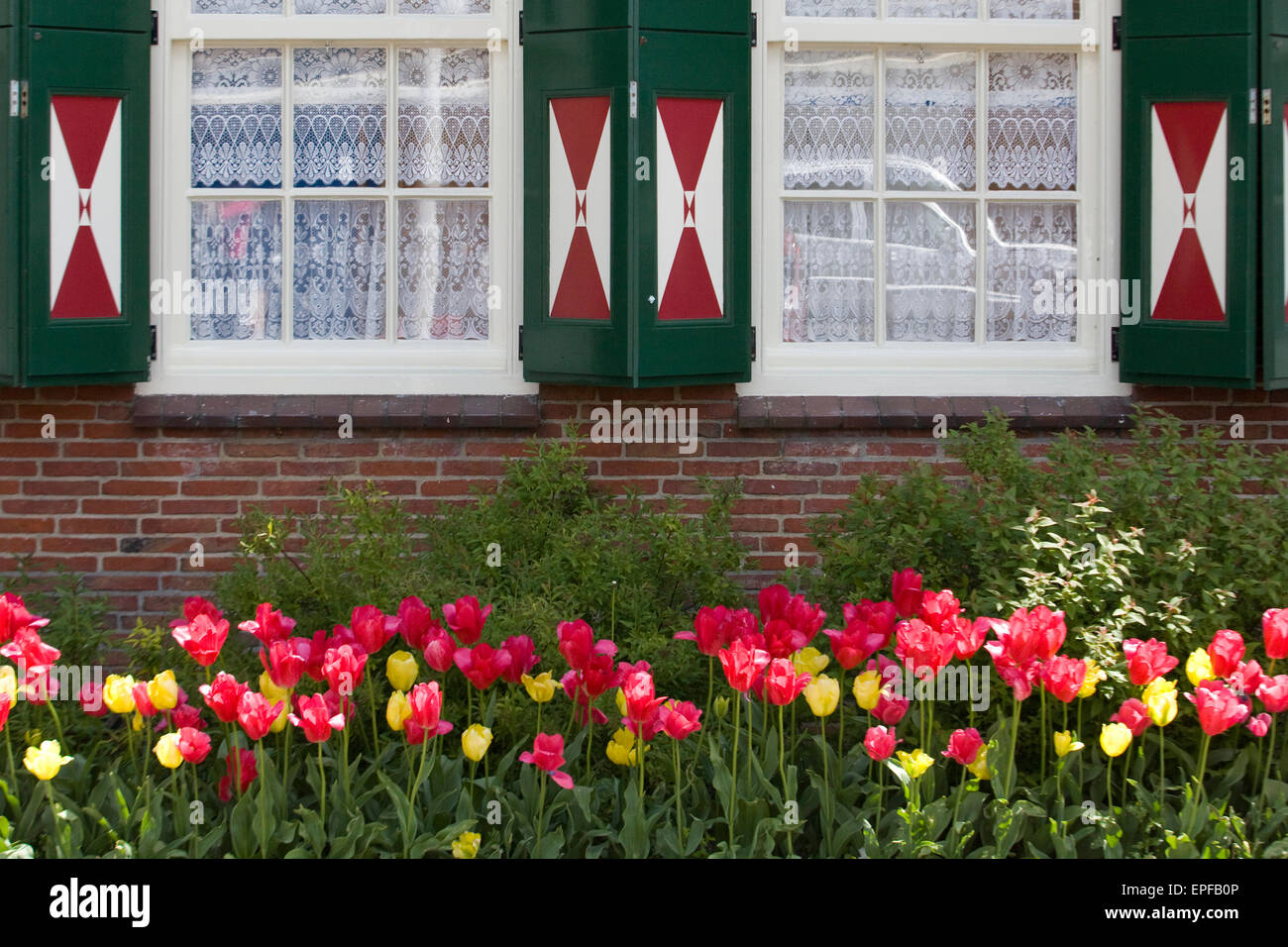 Tradition windows with an Assortment of Tulips Growing beneath Stock ...