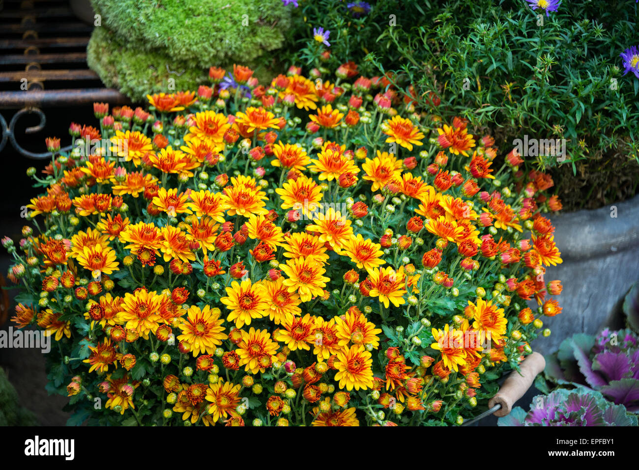 Street flower shop with colourful flowers Stock Photo - Alamy