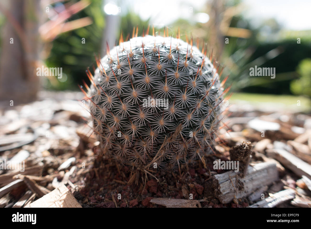 Symmetrical Cactus Side View Stock Photo - Alamy