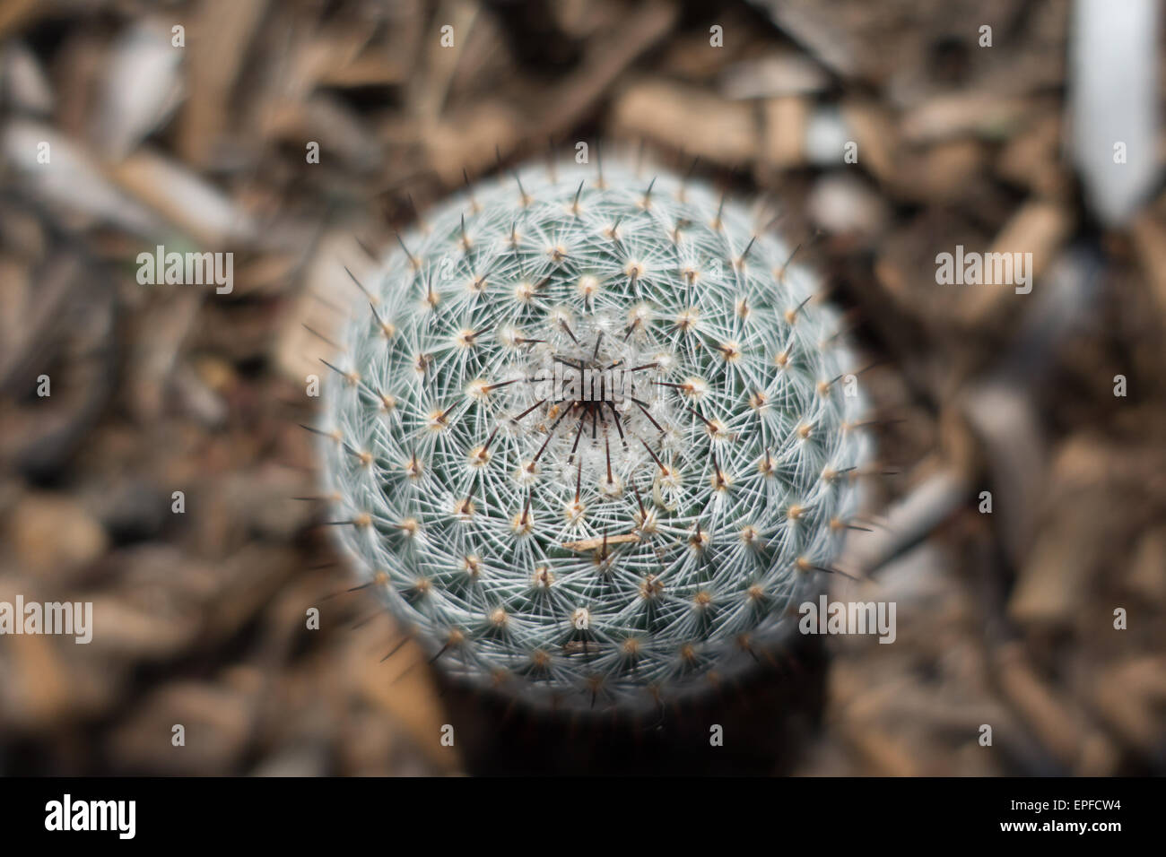 Symmetrical Cactus Top View Stock Photo - Alamy
