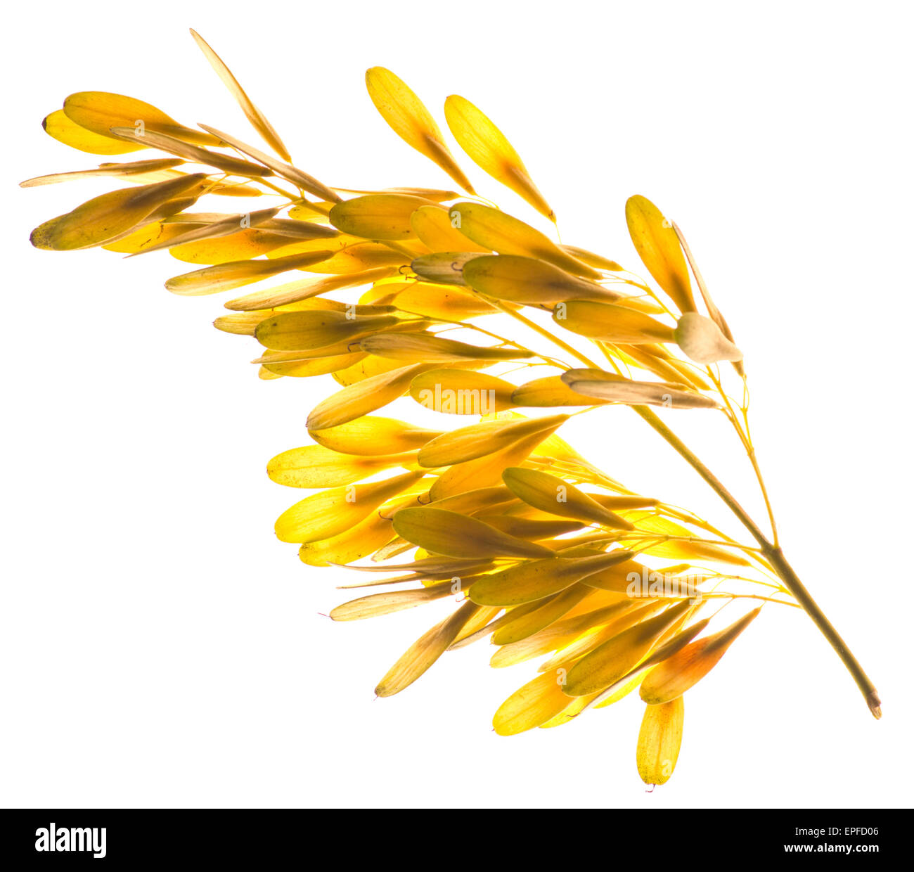 Yellow ash seeds isolated on white Stock Photo - Alamy