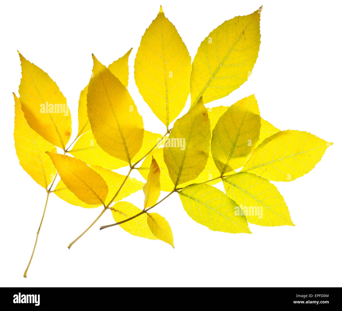 Yellow ash leaves isolated on white Stock Photo - Alamy
