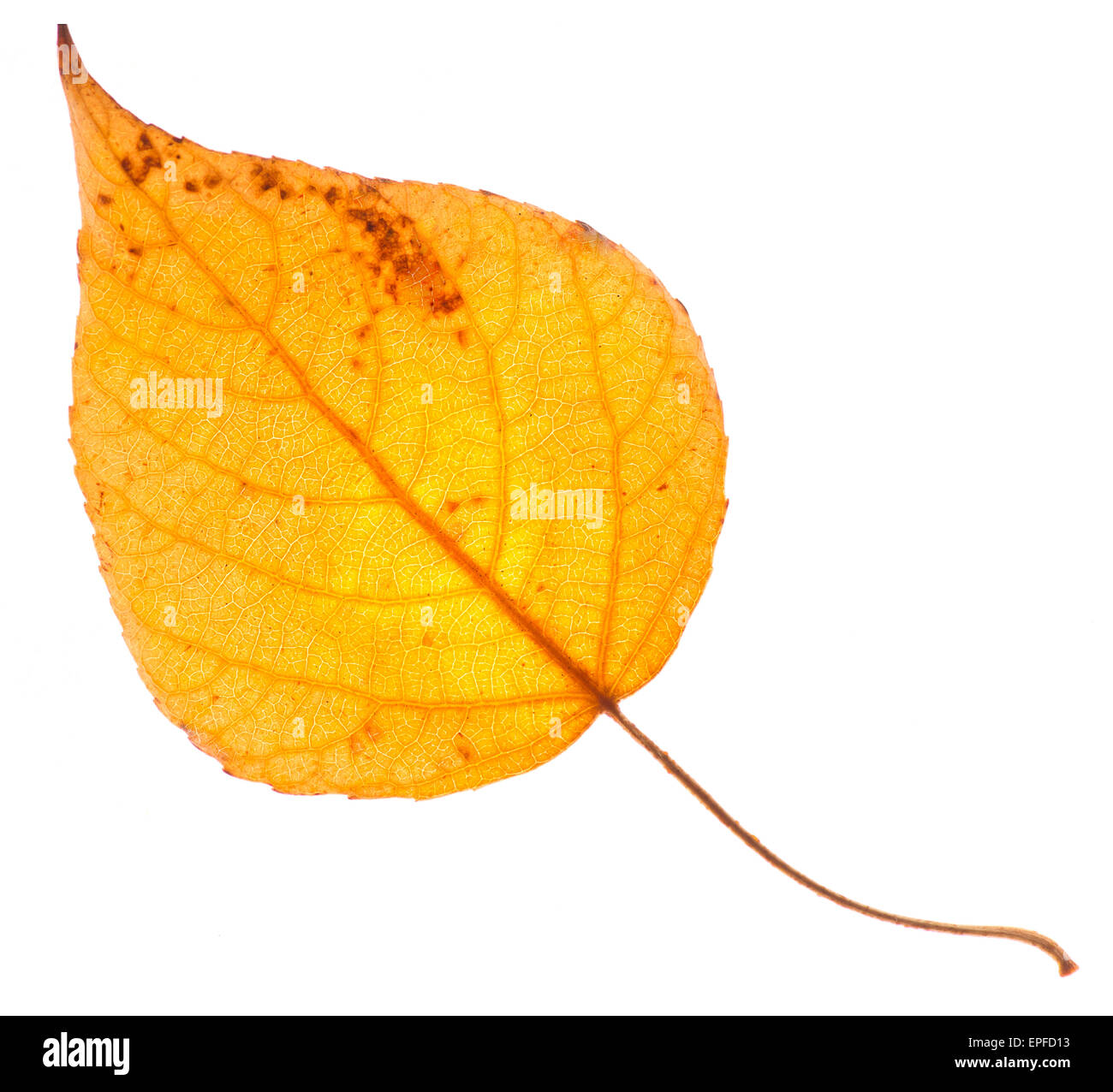 Yellow poplar leaf isolated on white Stock Photo - Alamy