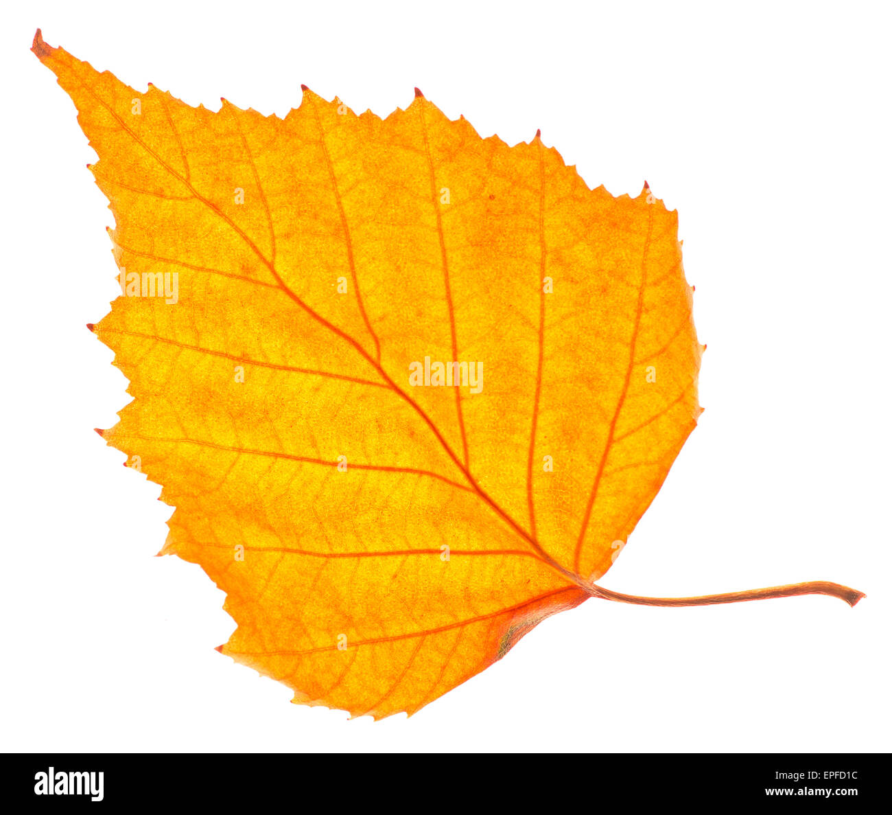 Yellow birch leaf isolated on white Stock Photo - Alamy