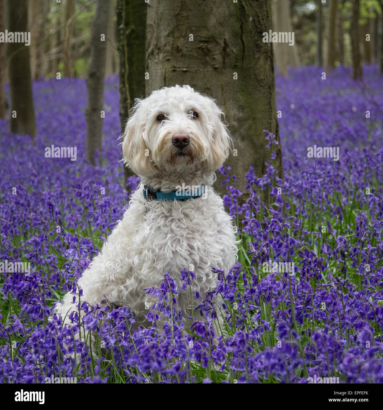 Labradoodle hi-res stock photography and images - Alamy