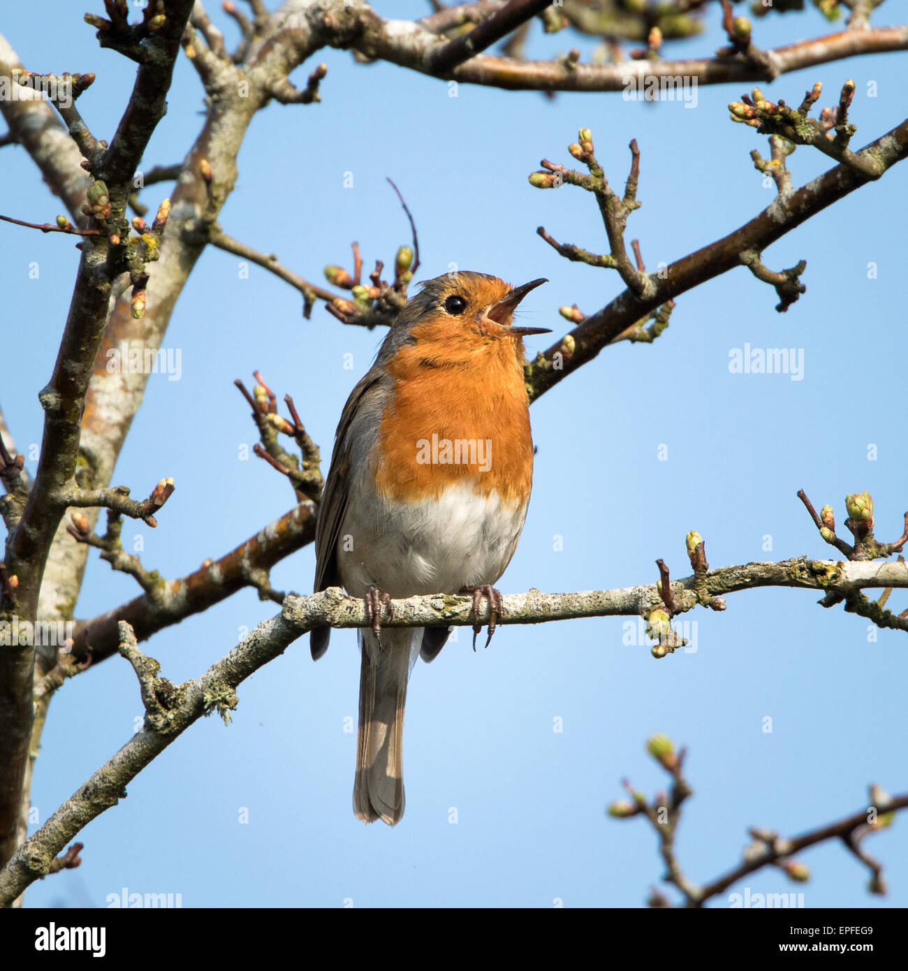 Singing christmas tree. hi-res stock photography and images - Alamy