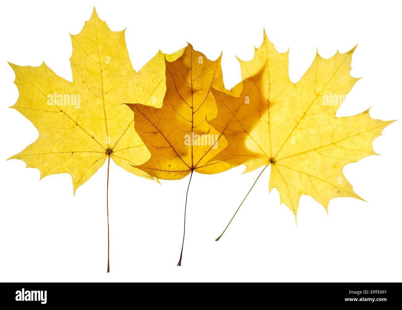 Maple yellow leaves isolated on white Stock Photo - Alamy