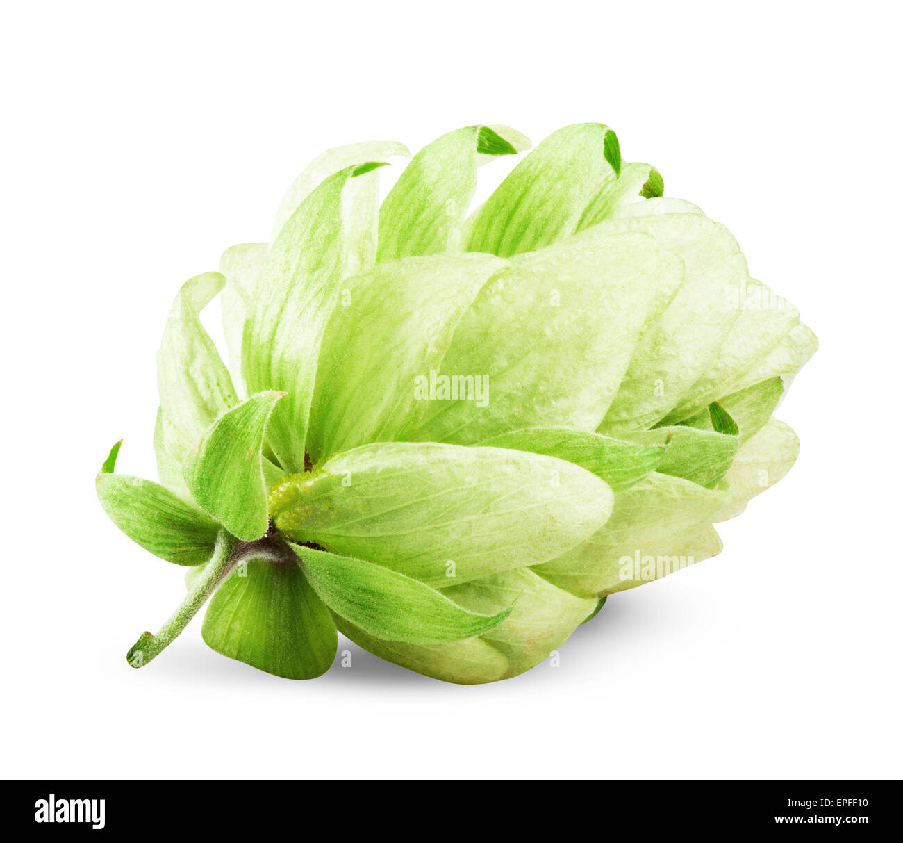 Hops fermentation hi-res stock photography and images - Alamy