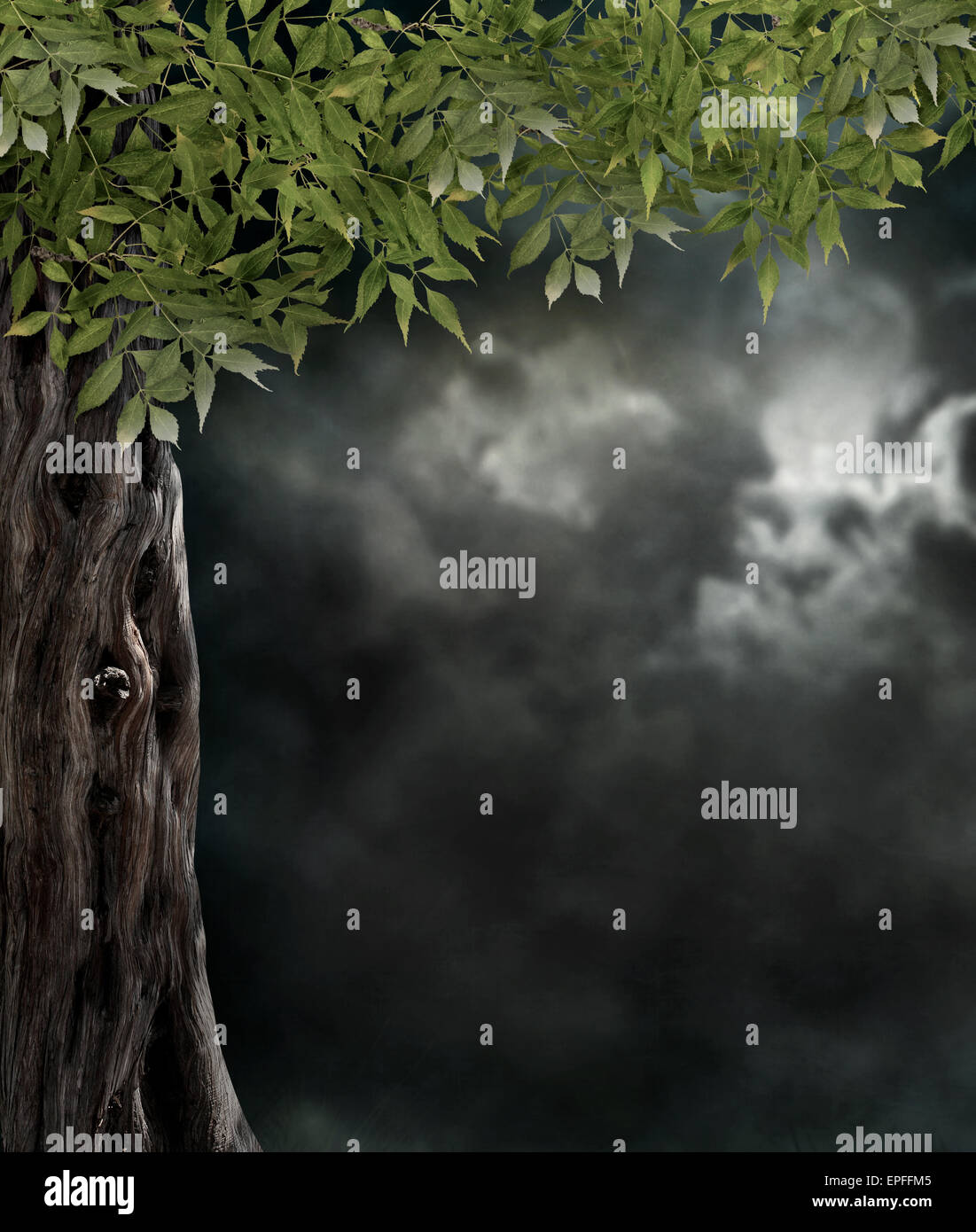 Fabulous night scenery, ancient trees, the bright moon Stock Photo - Alamy