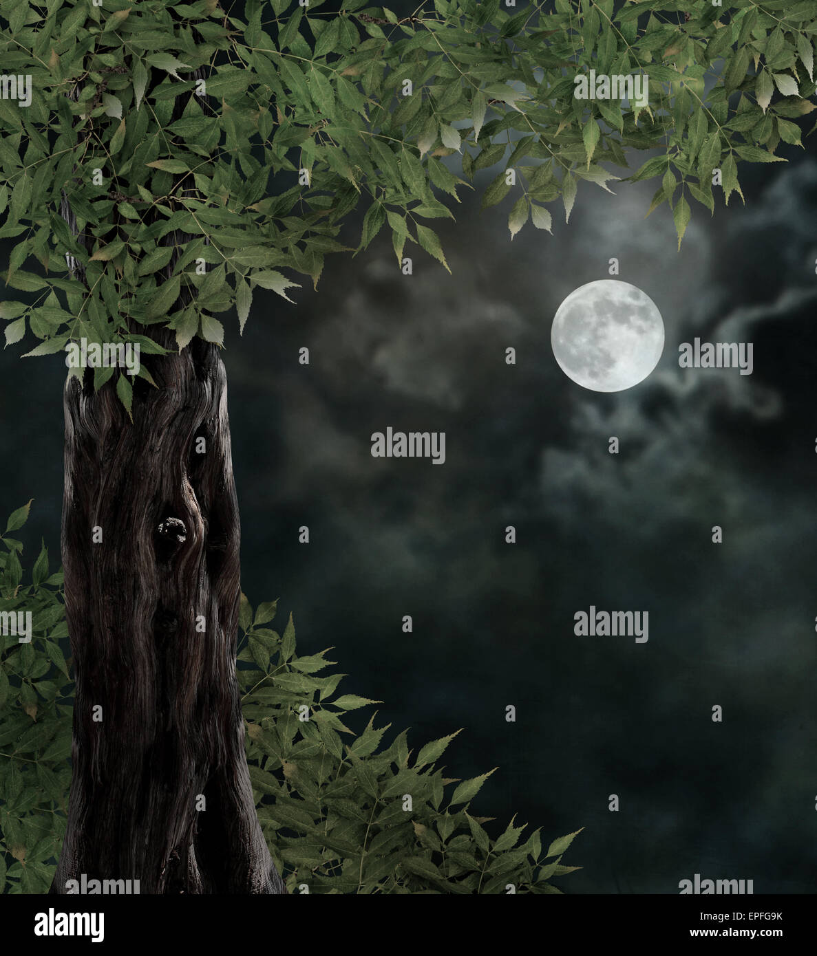 Fabulous night scenery, ancient trees, the bright moon Stock Photo - Alamy