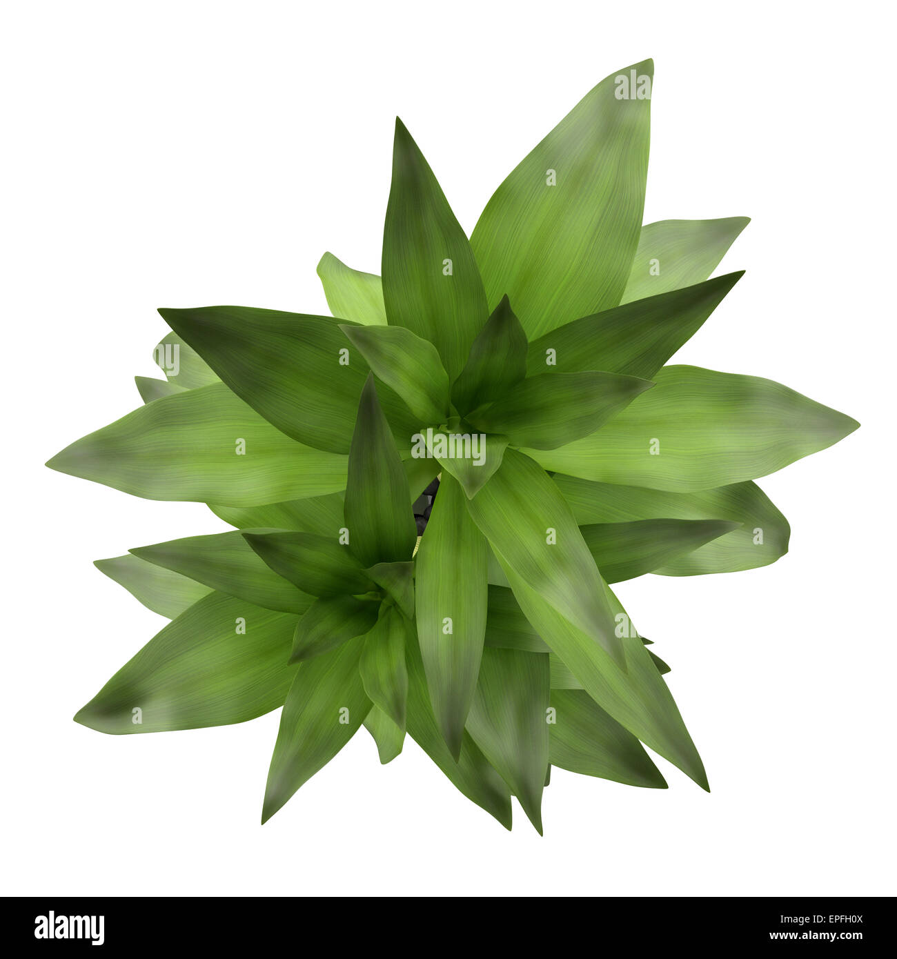 top view of bamboo plant in vase isolated on white Stock Photo - Alamy