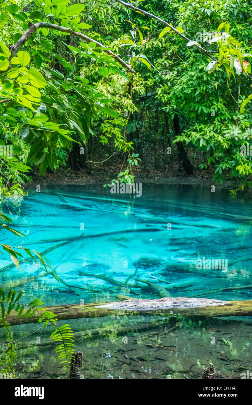 Warm water streams Sa Morakot, Wildlive Sanctuary, Spring Pool, Khao ...