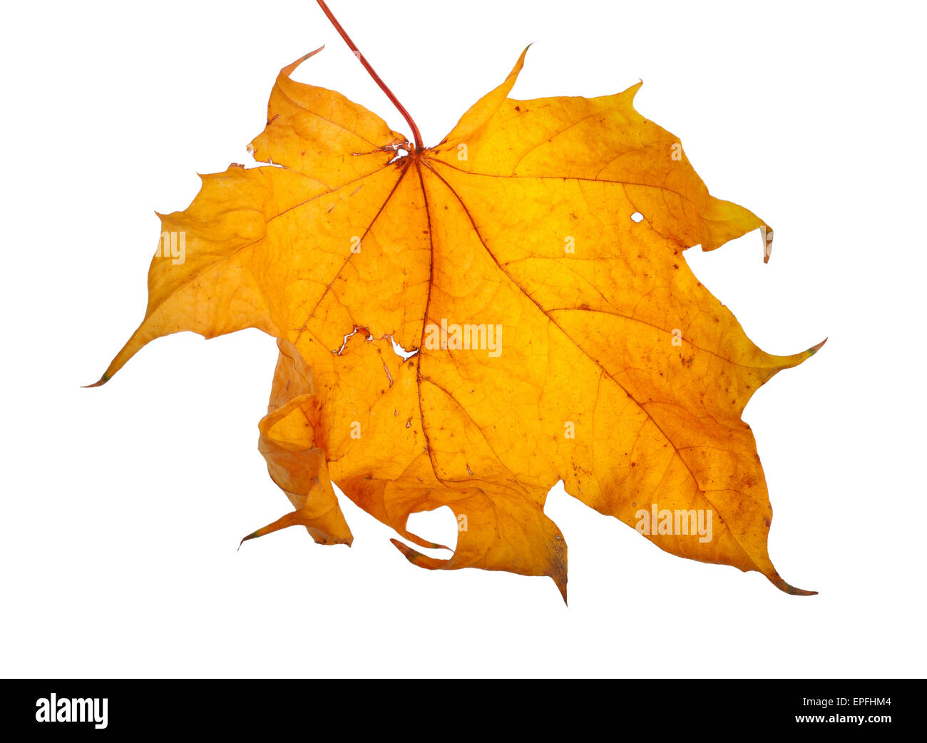 Maple tree twig hi-res stock photography and images - Alamy