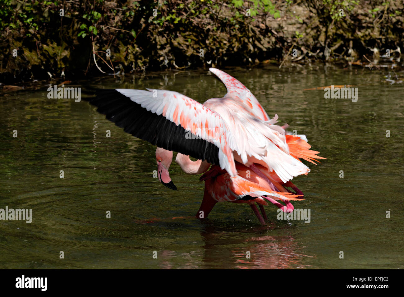 Birds mating hi-res stock photography and images - Alamy