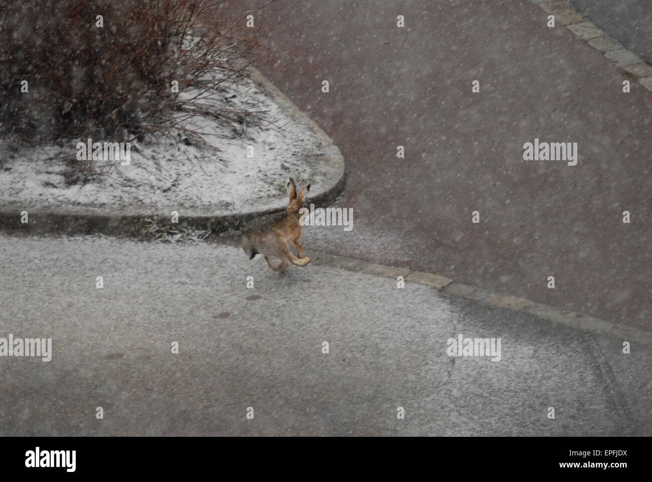 Hare jumps hi-res stock photography and images - Alamy