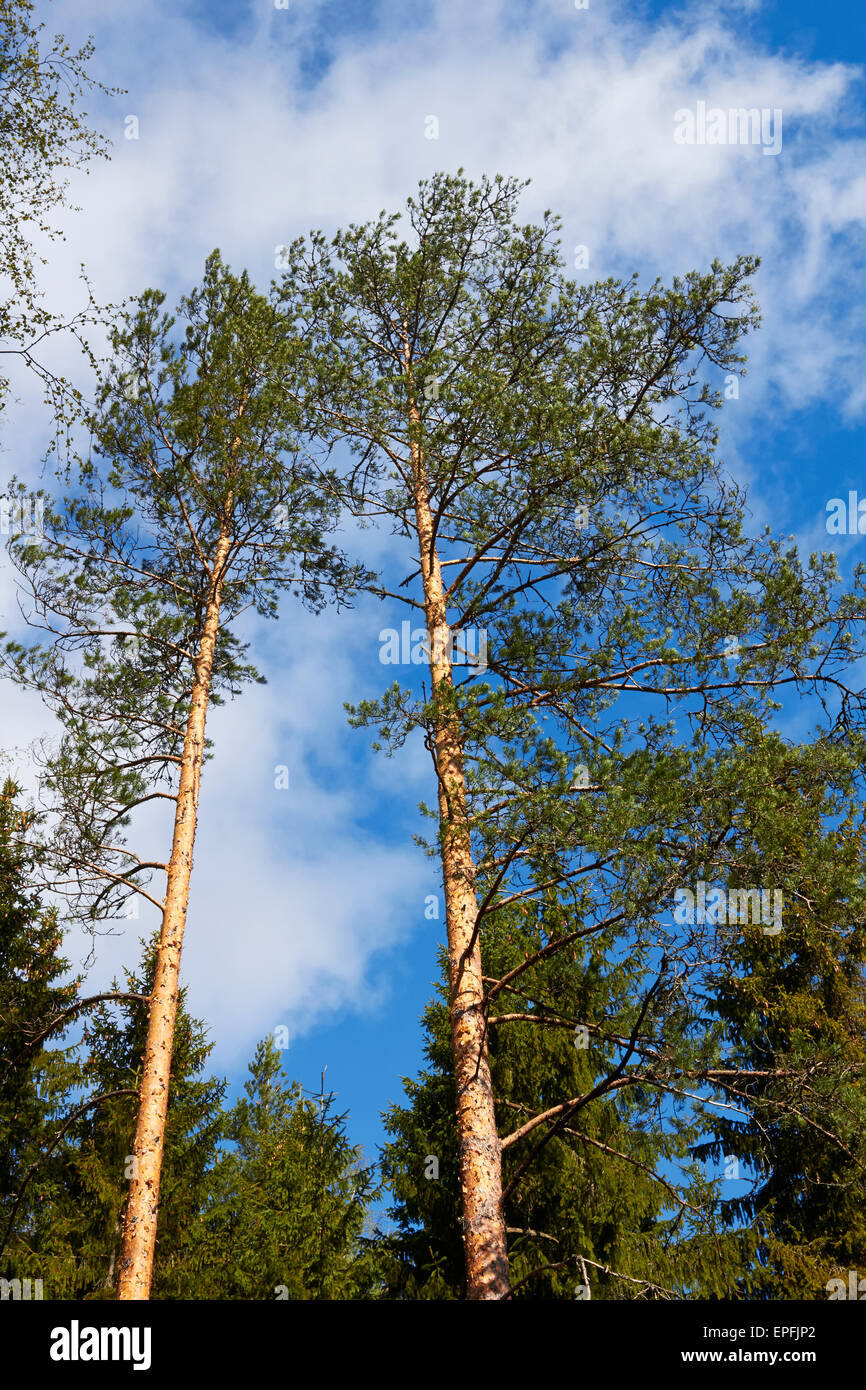 forest scenery, Finland Stock Photo - Alamy