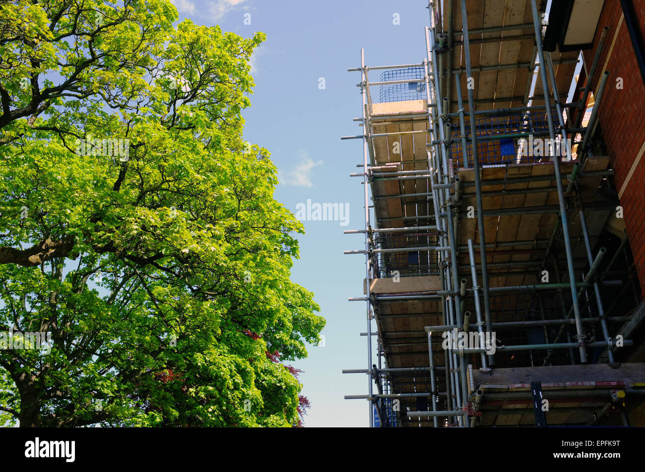 The green foliage on a tree next to a scaffolding covered building in ...