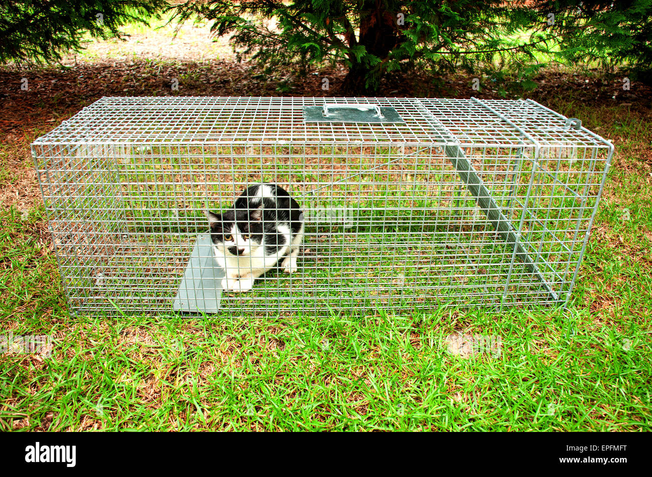 Animal trap hi-res stock photography and images - Alamy