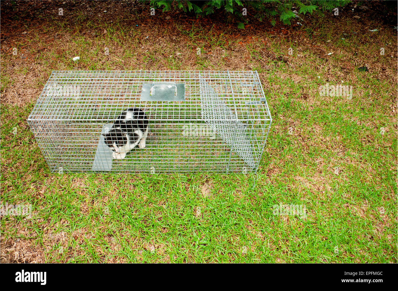 Humane animal trap hi-res stock photography and images - Alamy