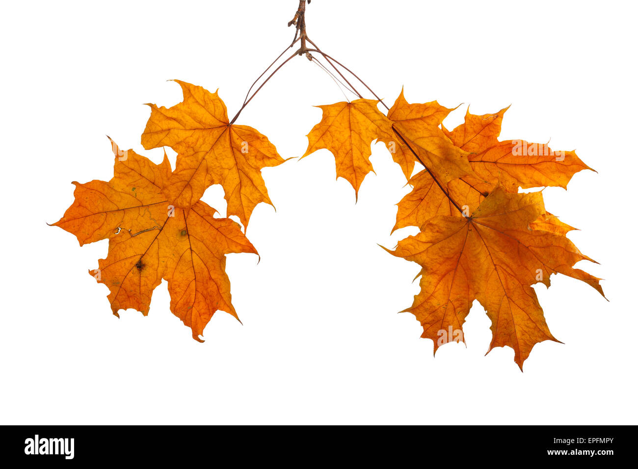 Autumn maple branch with leaves isolated on a white background Stock ...