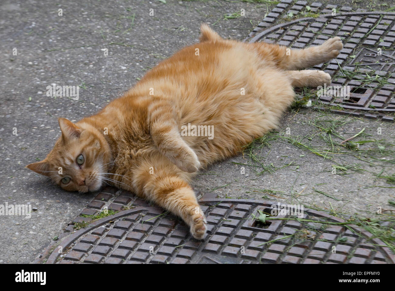 Ginger Cat Laying Down High Resolution Stock Photography and Images - Alamy