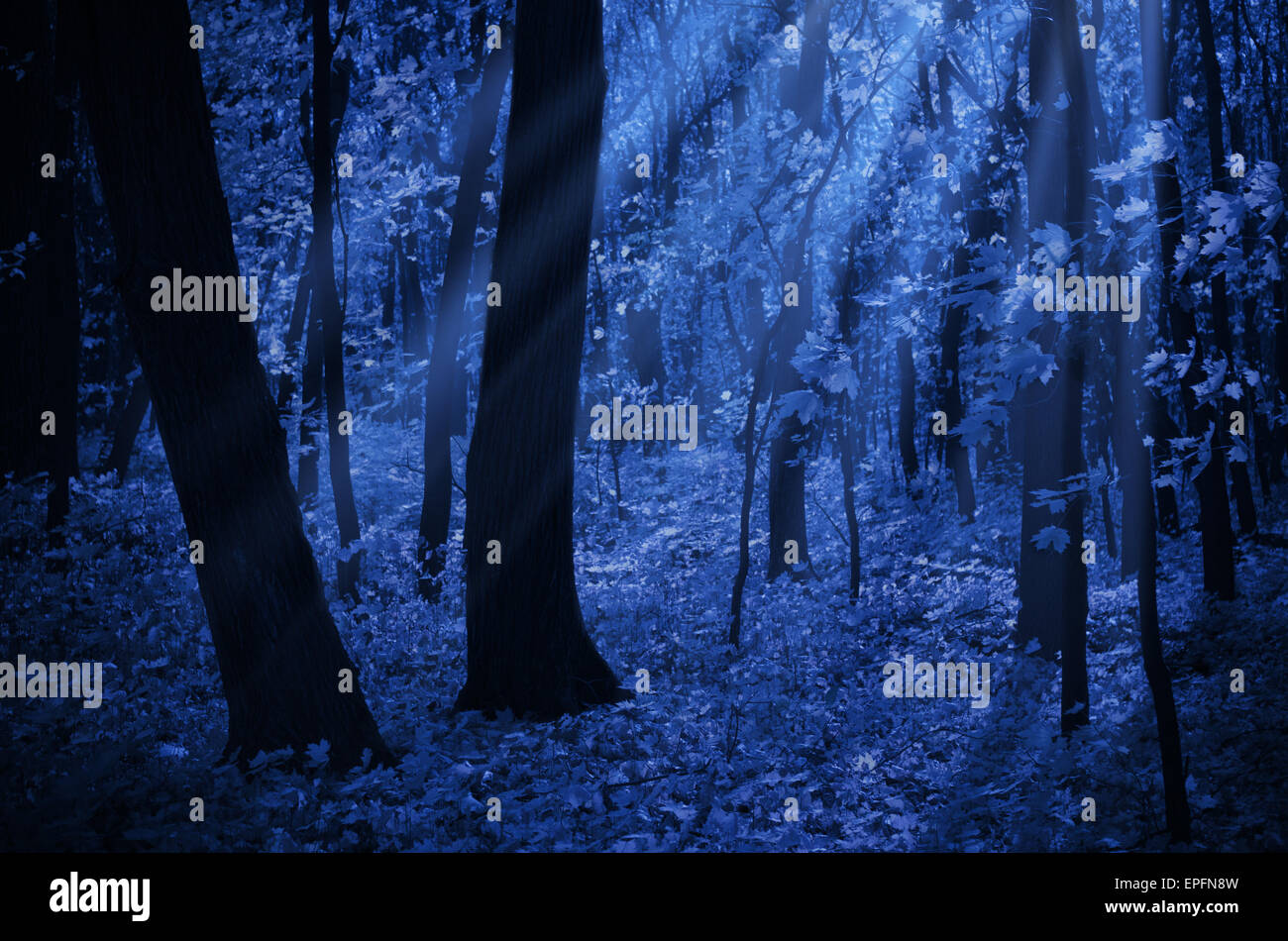 Forest on a moonlit night Stock Photo - Alamy