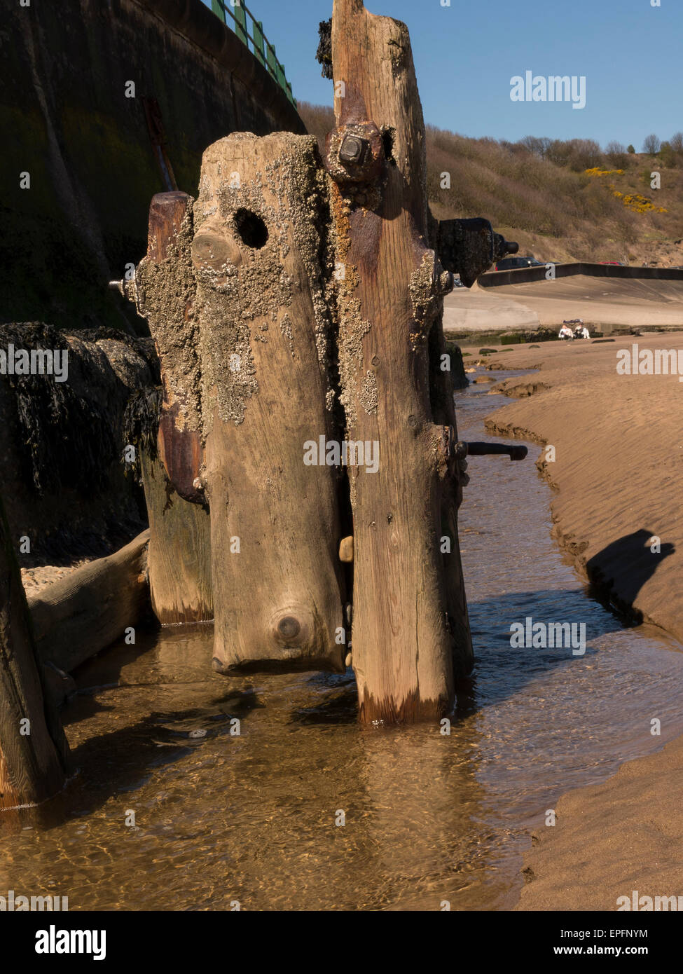 Old wooden pilings hi-res stock photography and images - Alamy