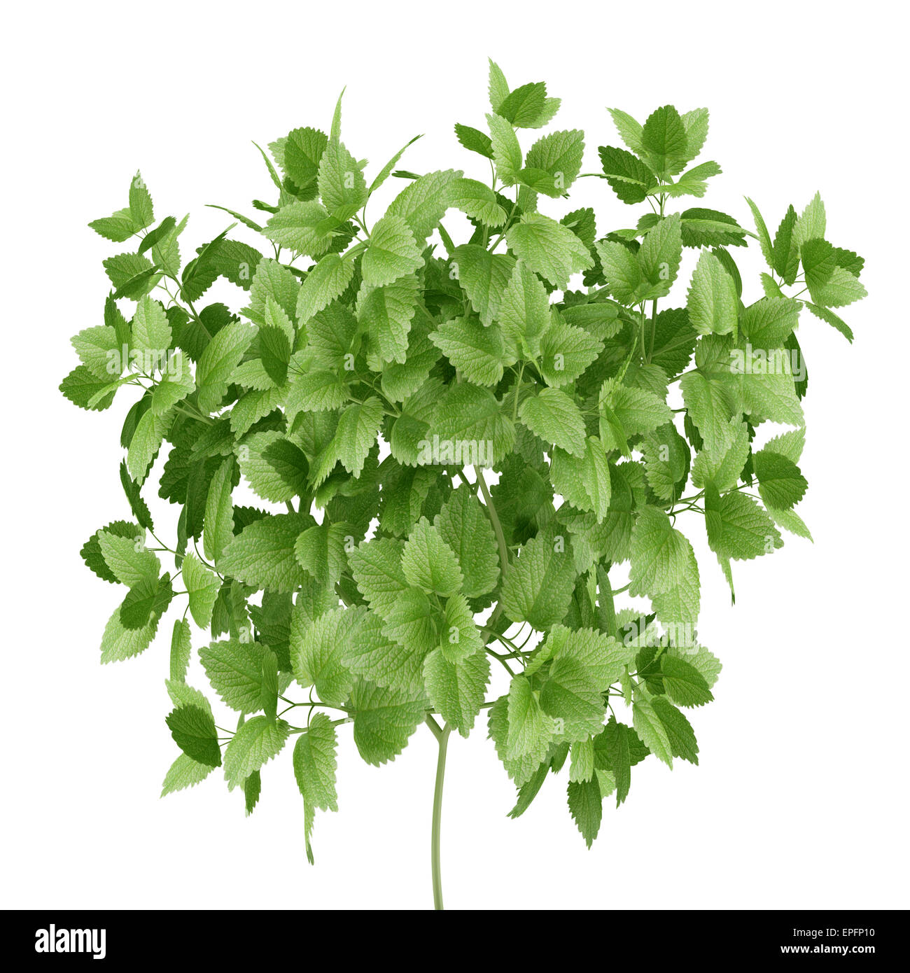 potted balm plant isolated on white background Stock Photo - Alamy