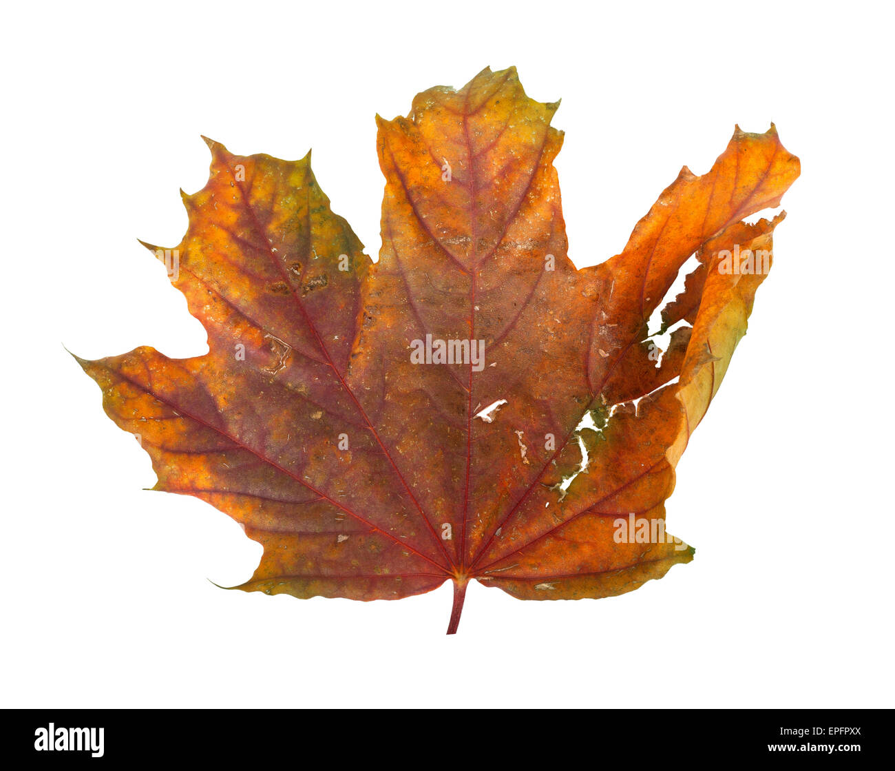 Autumn maple branch with leaves isolated on a white background Stock ...