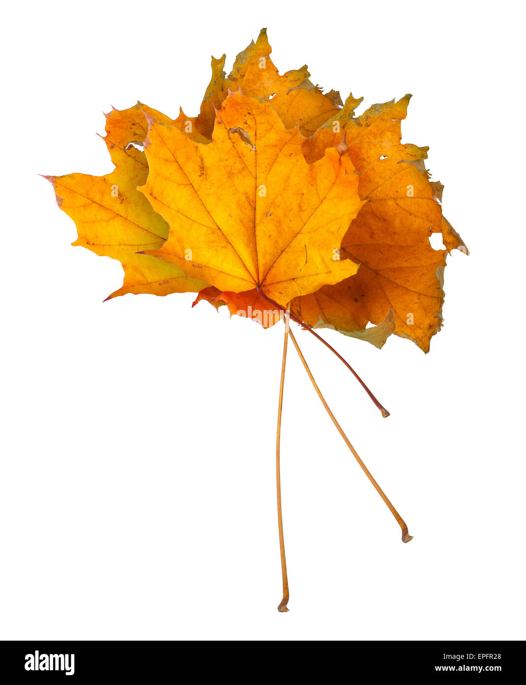 Autumn maple branch with leaves isolated on a white background Stock ...