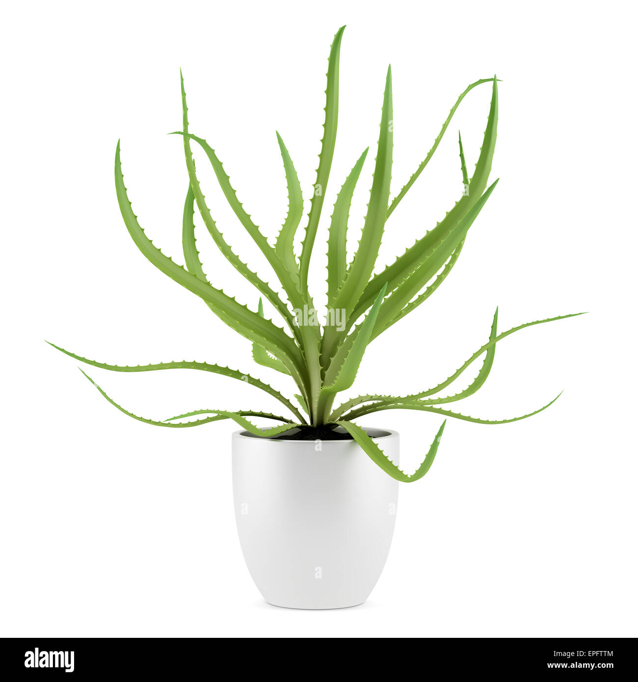aloe plant in pot isolated on white background Stock Photo - Alamy