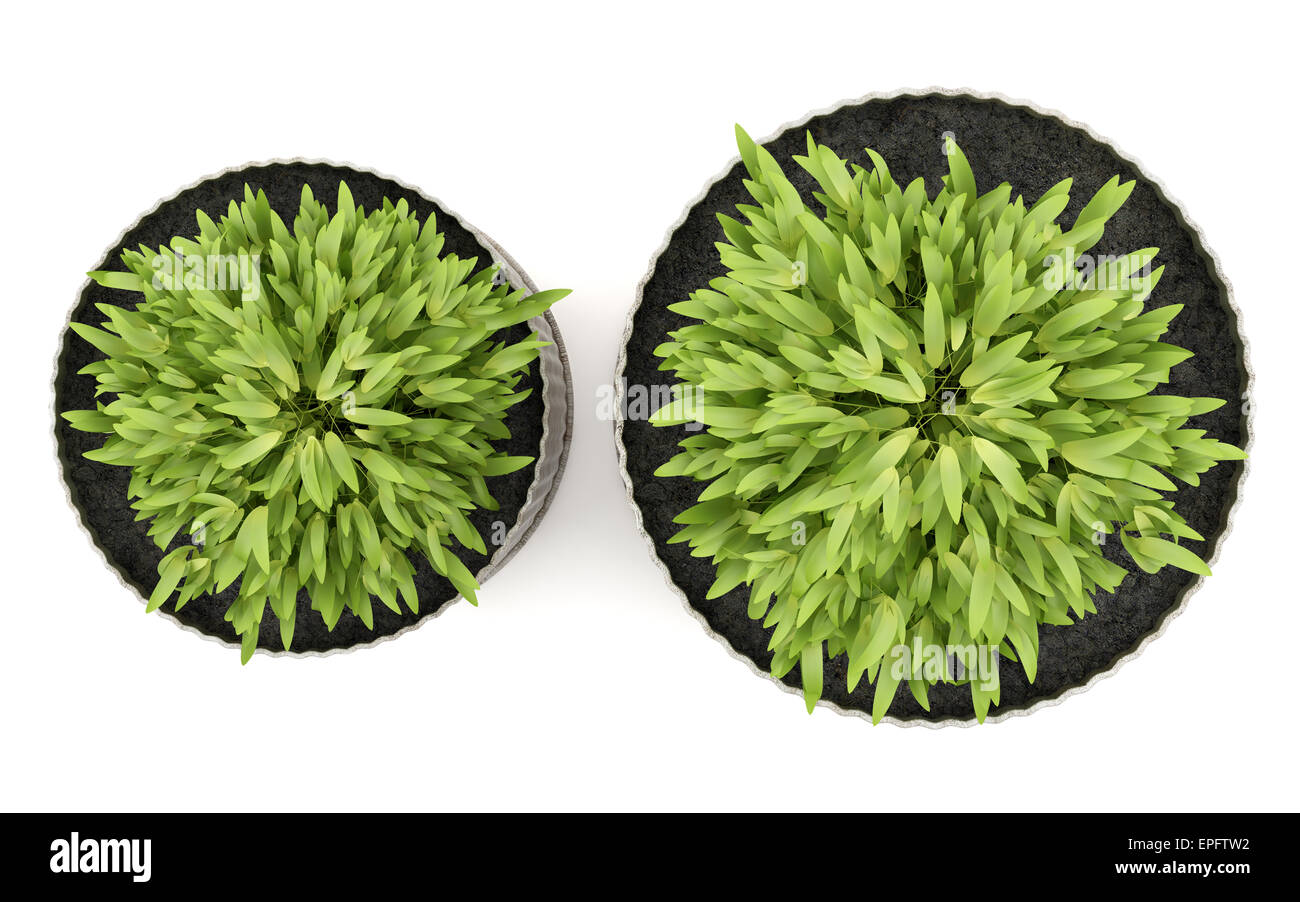 top view of two potted houseplants isolated Stock Photo - Alamy