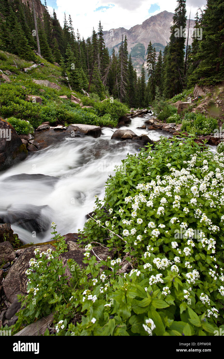 Mountain Stream With Flowers