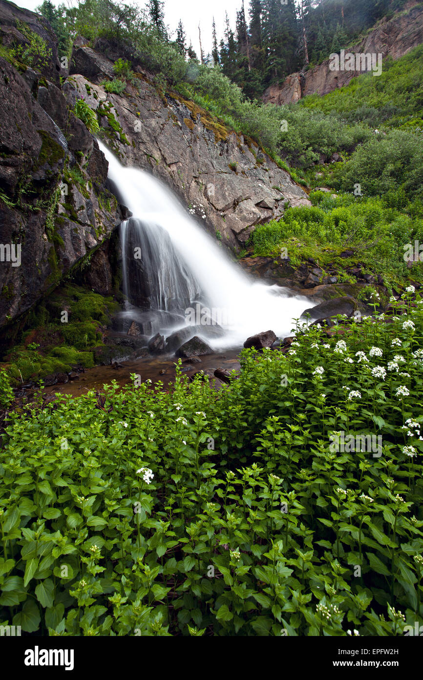Alpine stream and wildflowers in Handies Peak Wilderness Study Area in ...