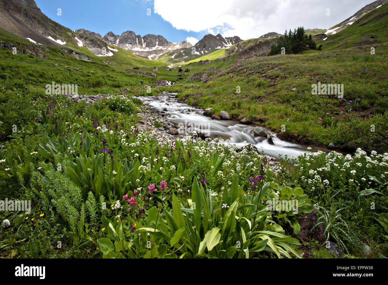 Alpine stream and wildflowers in Handies Peak Wilderness Study Area in ...