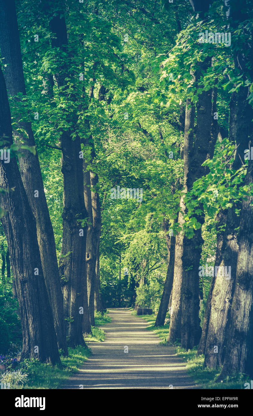 Retro Style Image Of A Pathway Through A Forest Stock Photo - Alamy