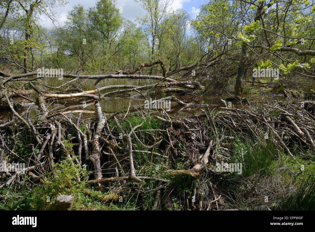 Eurasian beaver (Castor fiber) dam within a large woodland enclosure ...