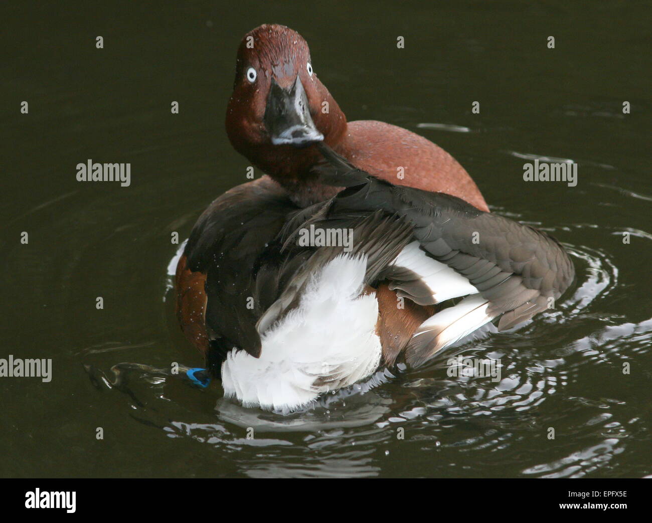 Witoogeend hi-res stock photography and images - Alamy