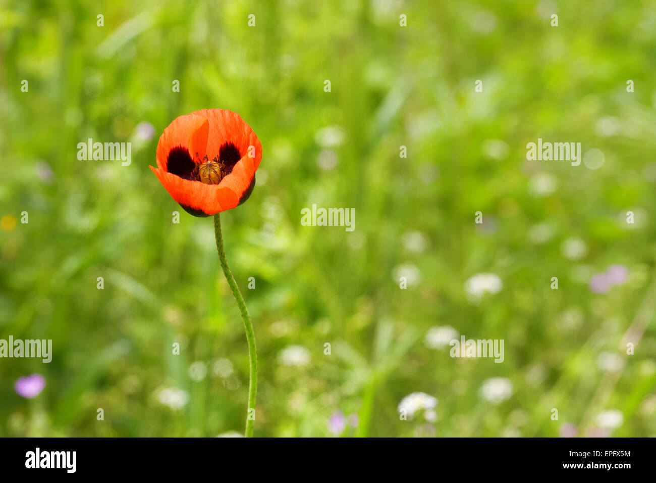 Nature background, red poppy flower Stock Photo - Alamy