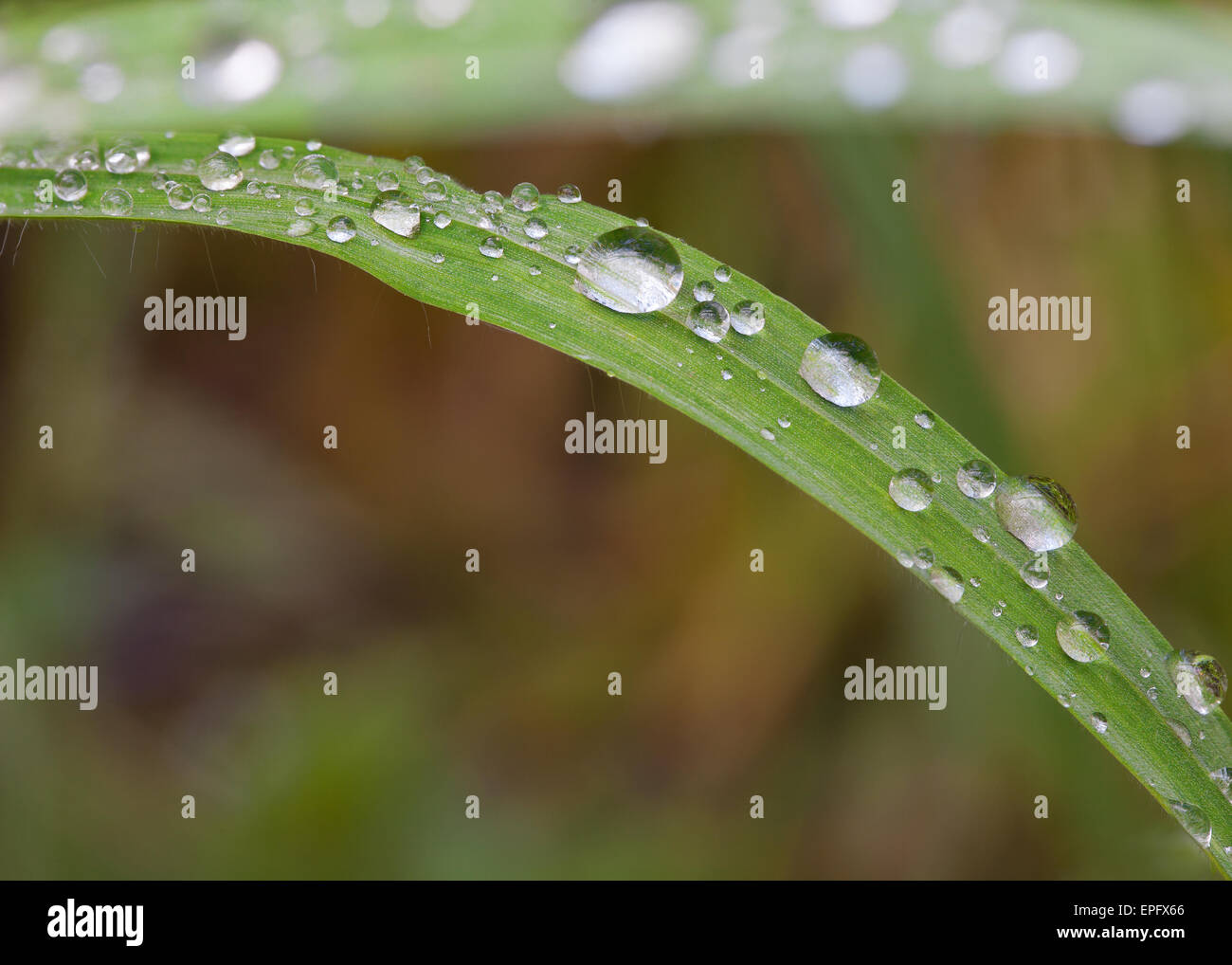 Condensation nature hi-res stock photography and images - Alamy