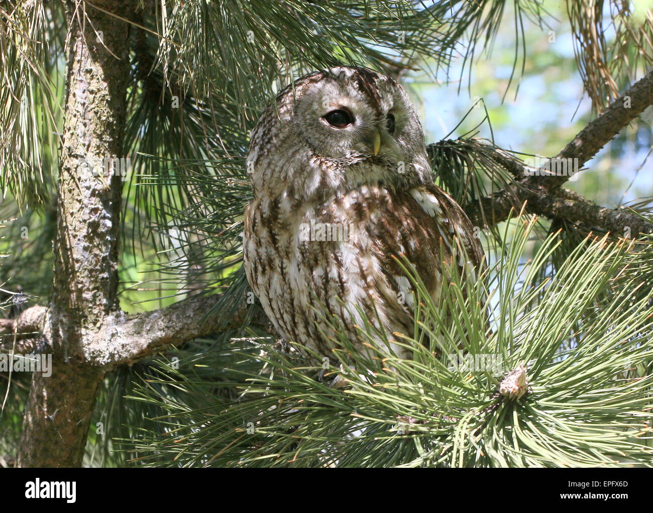 Chouette hulotte strix aluco hi-res stock photography and images - Alamy