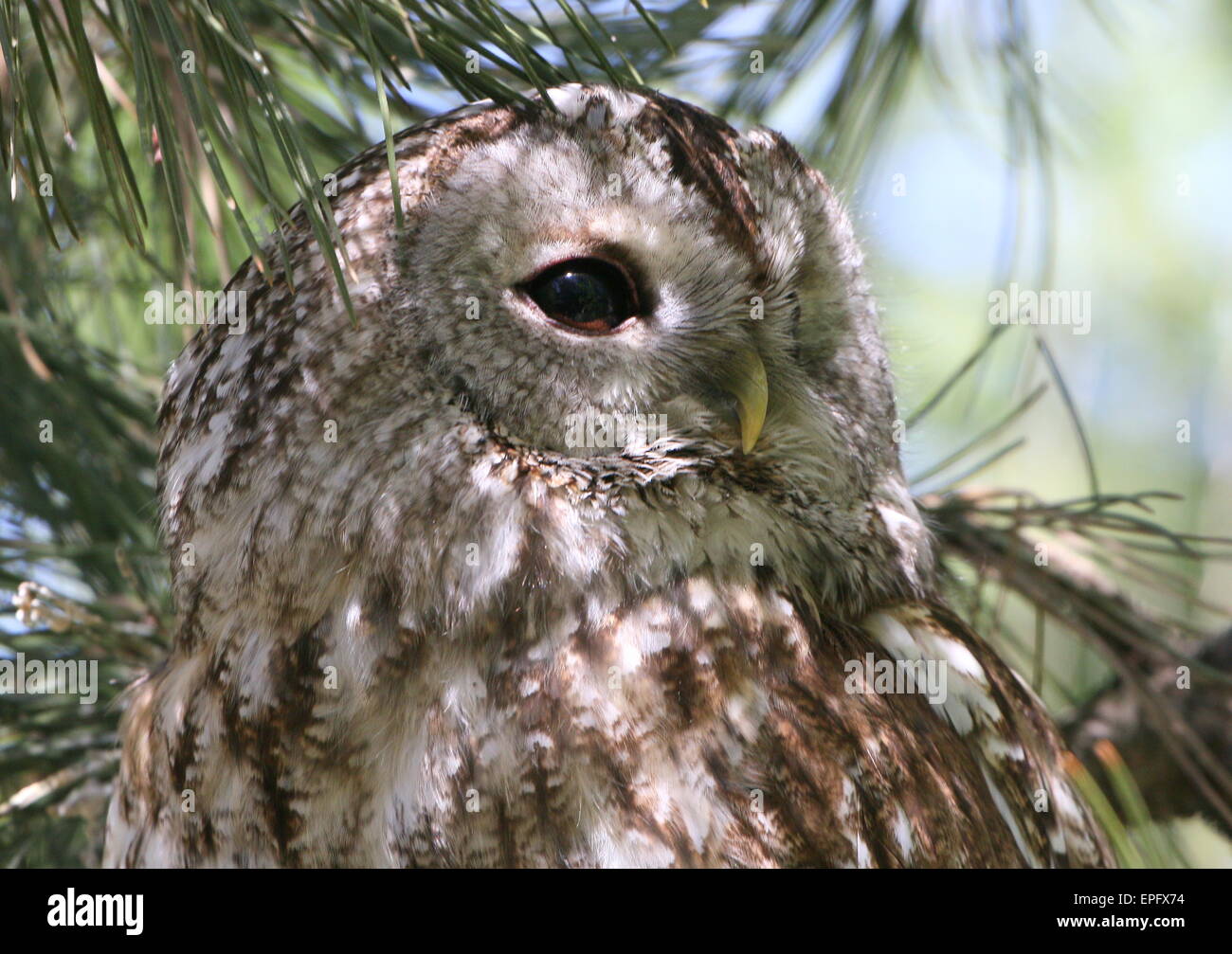 Eurasian Tawny owl (Strix aluco) in a tree Stock Photo - Alamy
