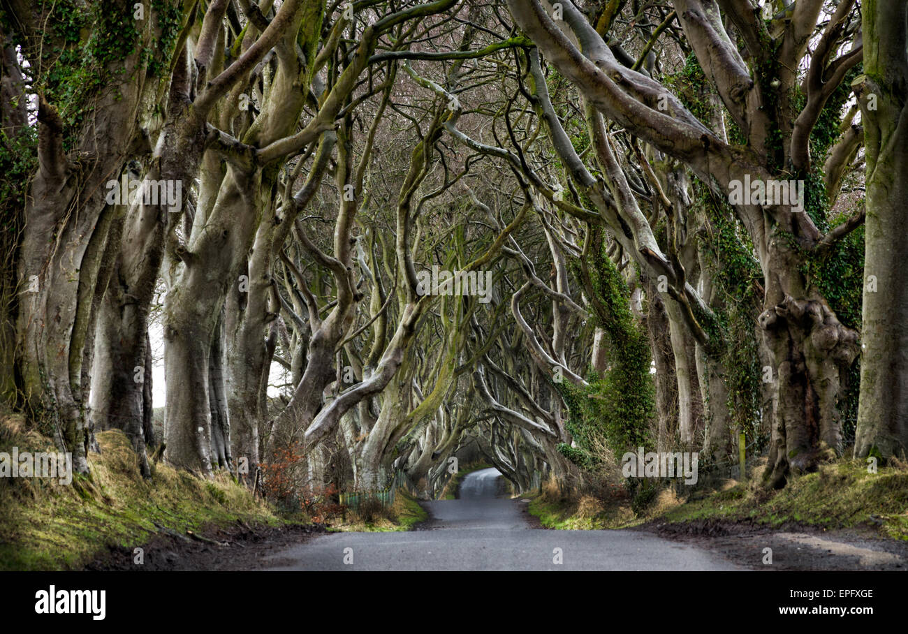 Dark hedges hi-res stock photography and images - Alamy
