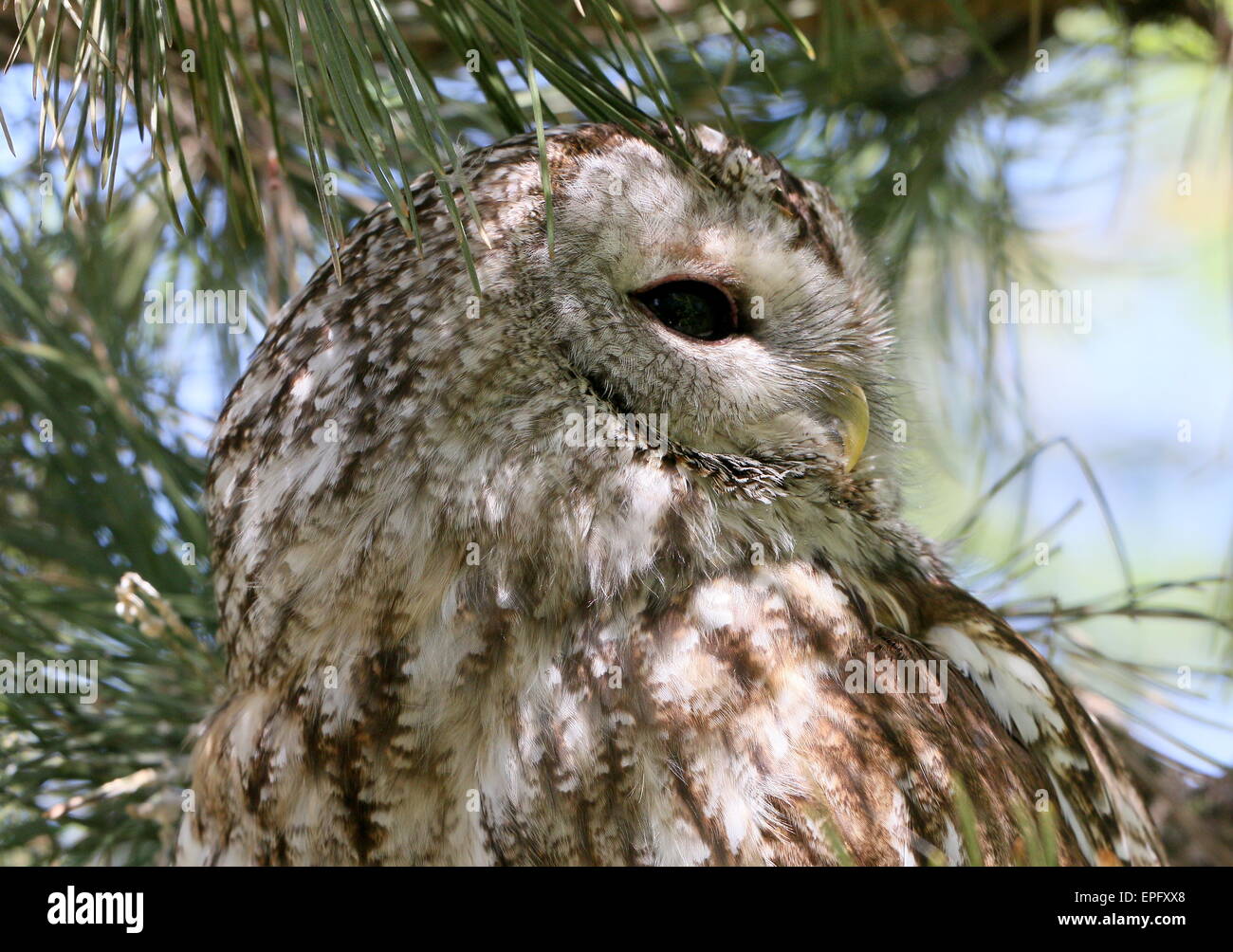 Chouette hulotte strix aluco hi-res stock photography and images - Alamy