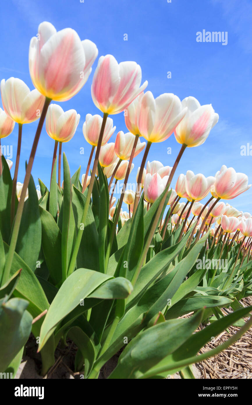 Tulip field during Spring in Holland Stock Photo - Alamy