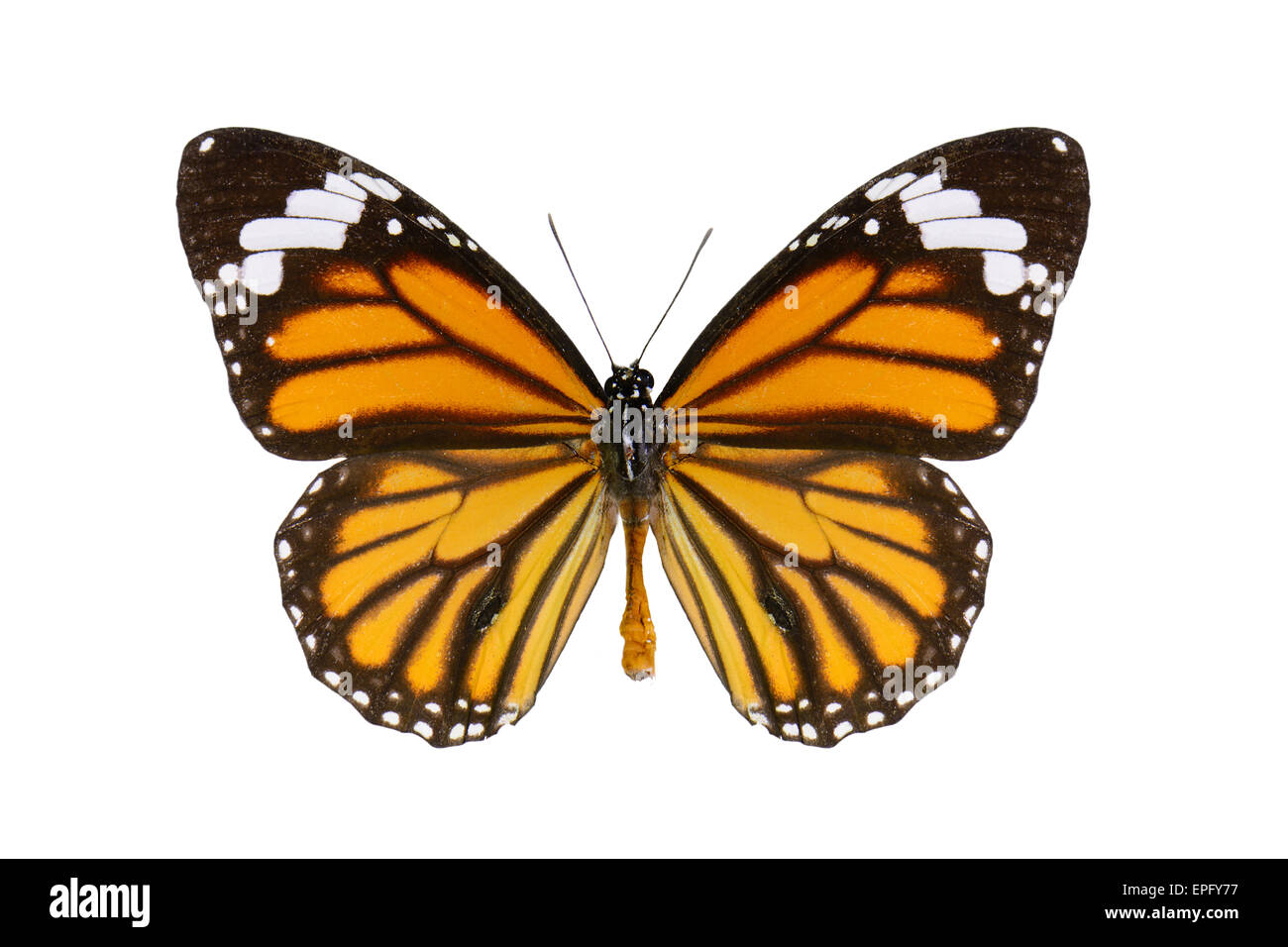 Beautiful Common Tiger Butterfly (Danaus genutia) in process color ...