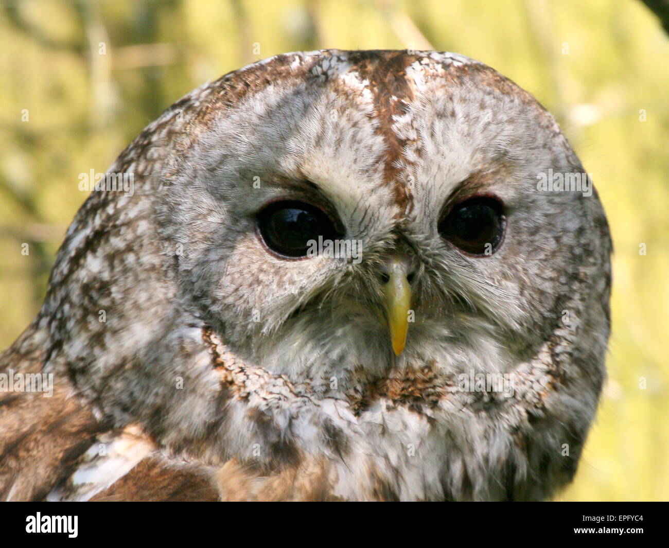 Eurasian Tawny owl (Strix aluco) in a tree Stock Photo - Alamy